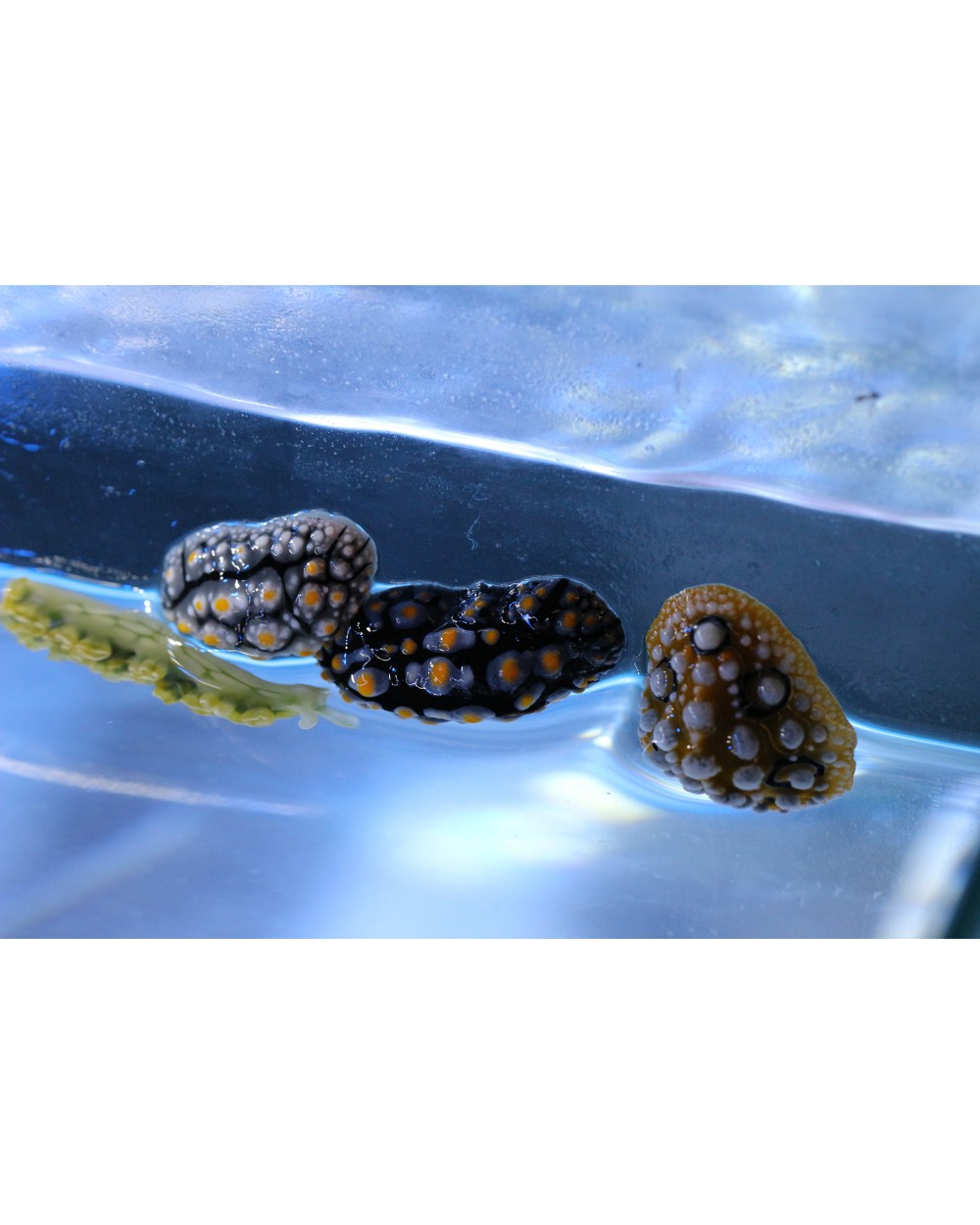 NUDIBRANQUIOS MARINOS NUDIBRANQUIOS MARINOS